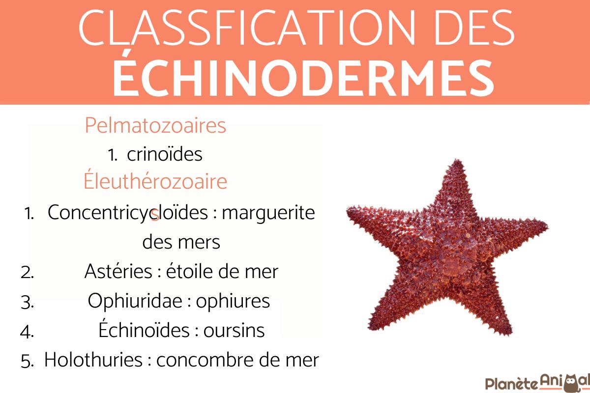 Classification des animaux invertébrés