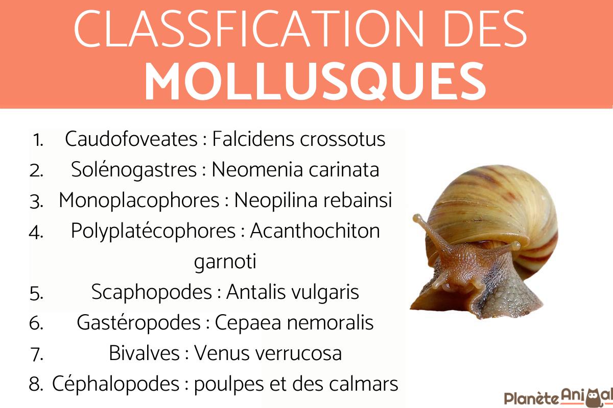 Classification des animaux invertébrés