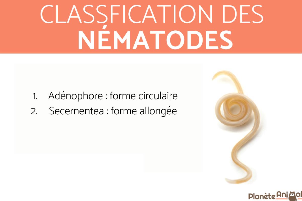 Classification des animaux invertébrés