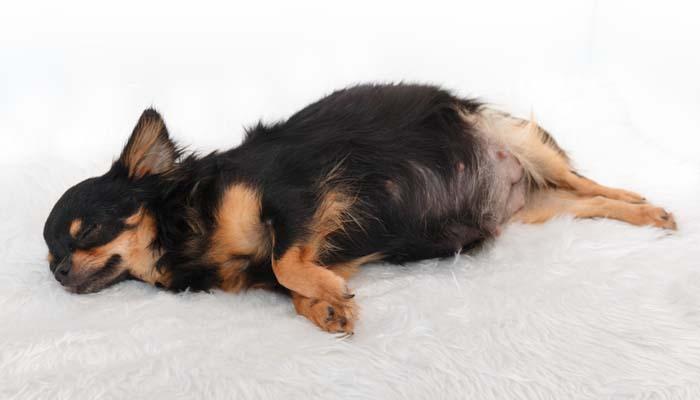 Vaginite de la chienne - Inflammation du vagin