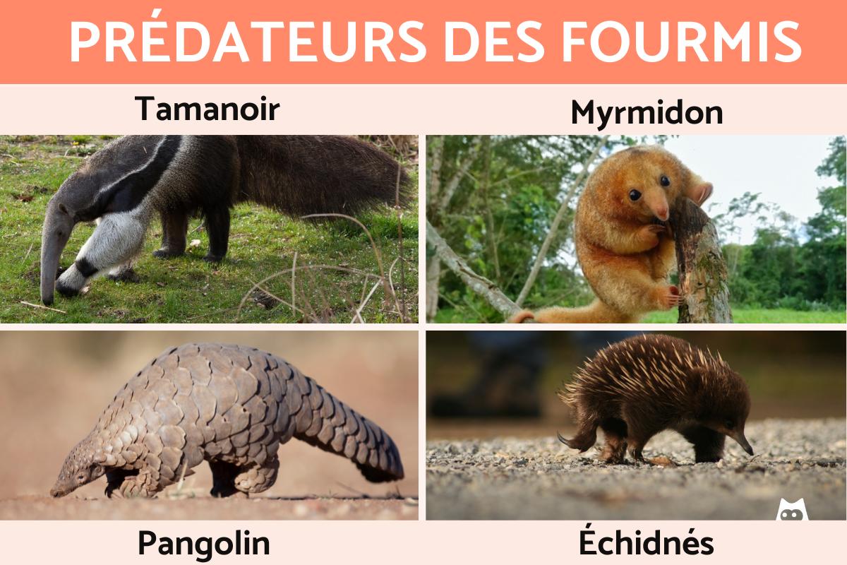 8 Prédateurs des fourmis - NOMS et PHOTOS des animaux qui mangent des ...