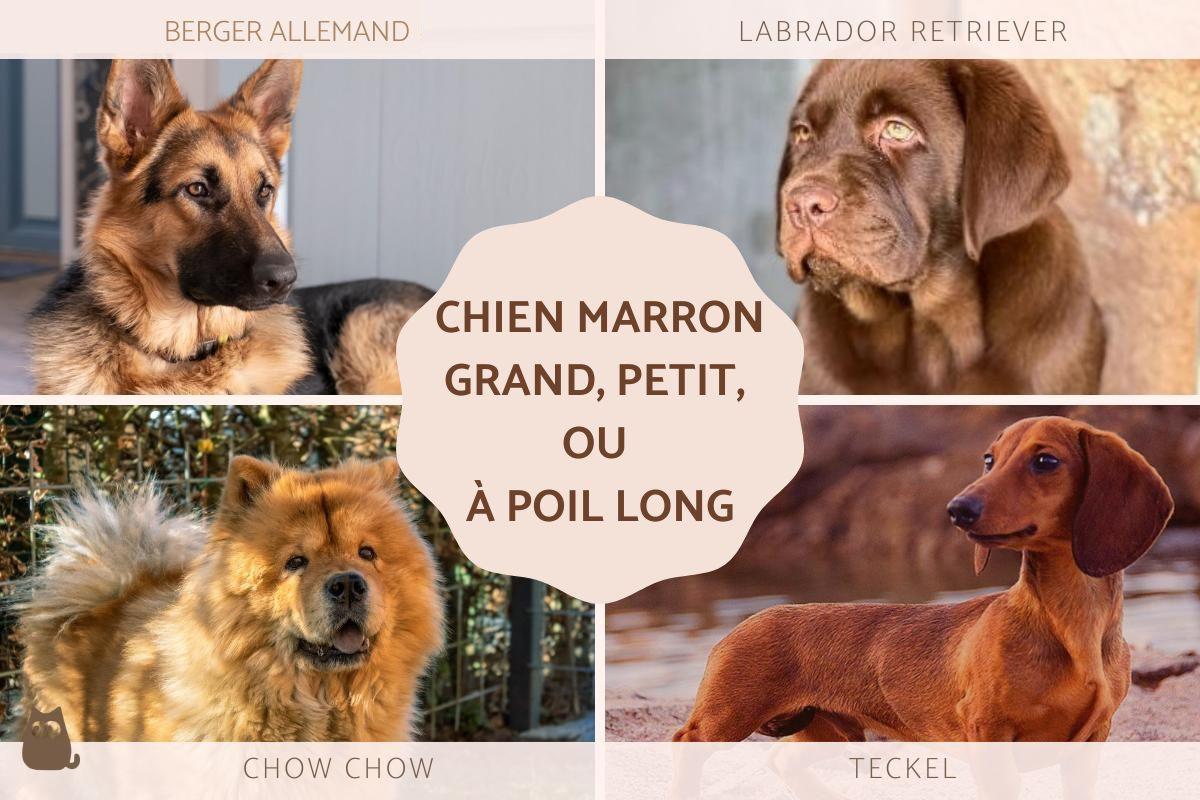+15 races de CHIEN MARRON - GRAND, MOYEN, PETIT, à POIL LONG