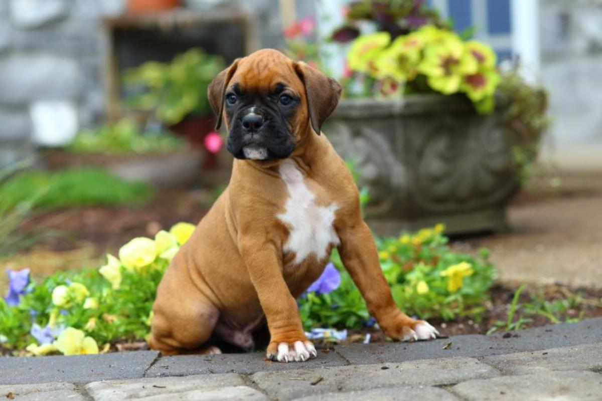 +15 races de CHIEN MARRON - GRAND, MOYEN, PETIT, à POIL LONG