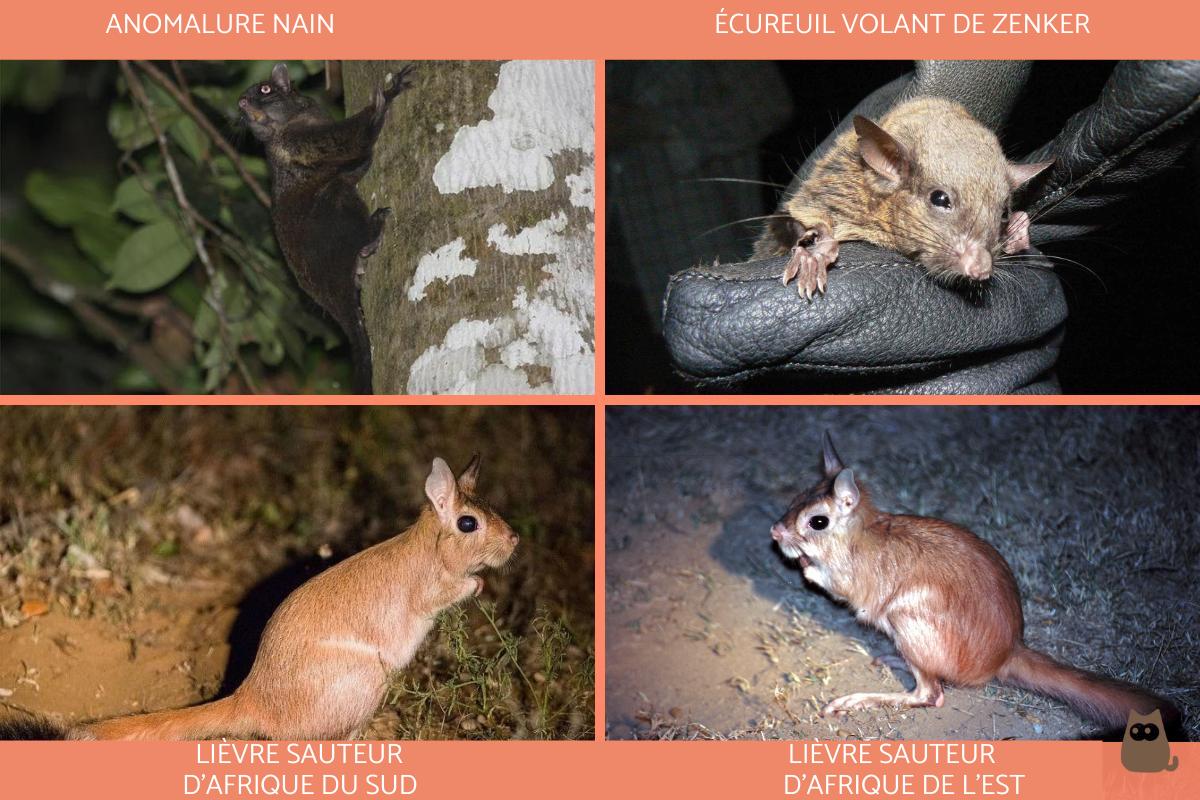 +30 TYPES de RONGEURS SAUVAGES et DOMESTIQUES - LISTE et PHOTOS