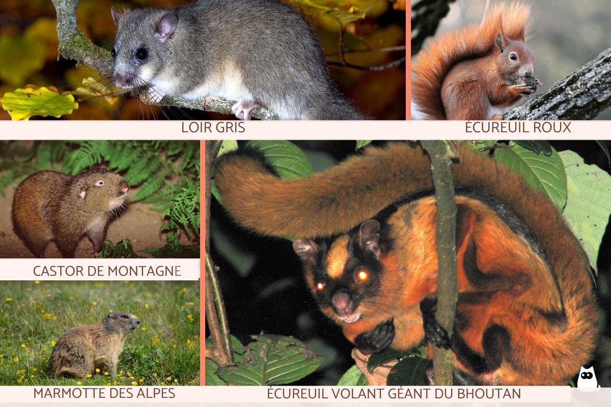 +30 TYPES de RONGEURS SAUVAGES et DOMESTIQUES - LISTE et PHOTOS