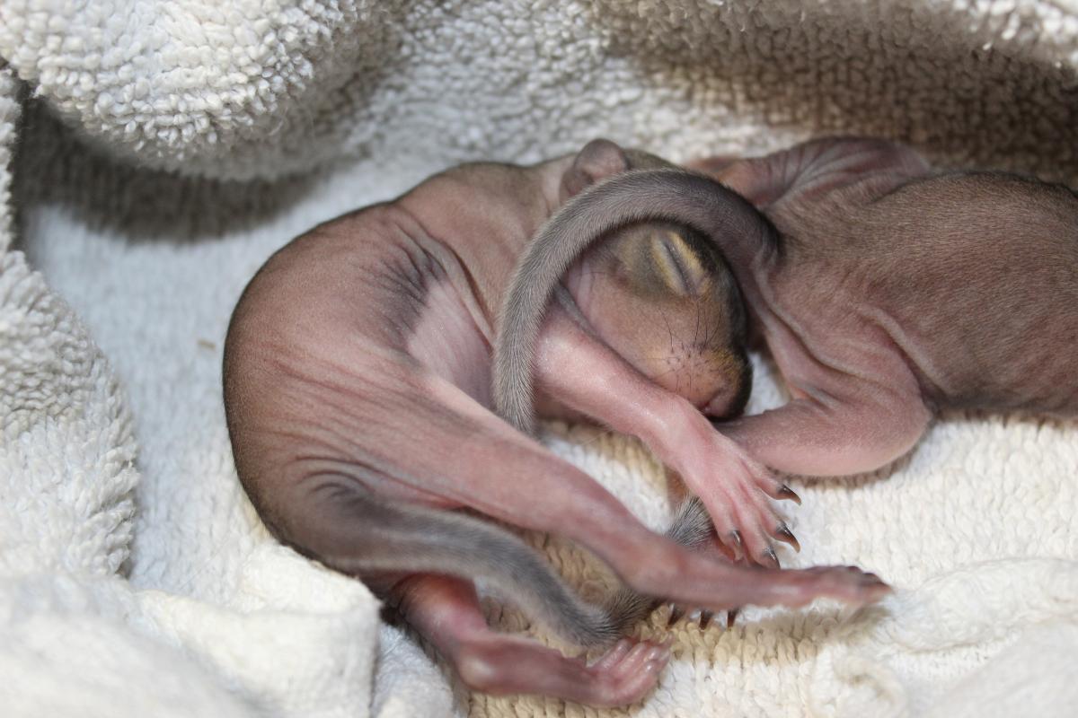 Reproduction de l'écureuil