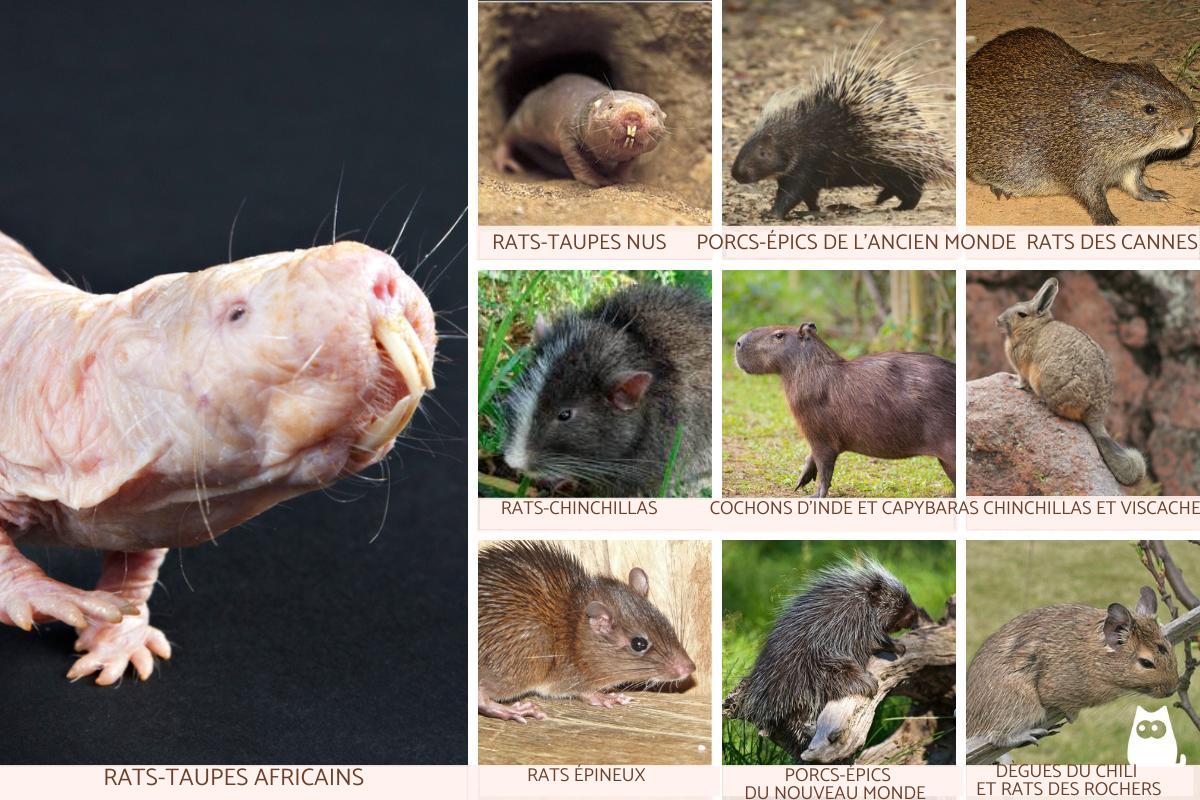 +30 TYPES de RONGEURS SAUVAGES et DOMESTIQUES - LISTE et PHOTOS
