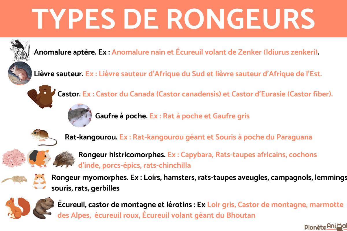 +30 TYPES de RONGEURS SAUVAGES et DOMESTIQUES - LISTE et PHOTOS