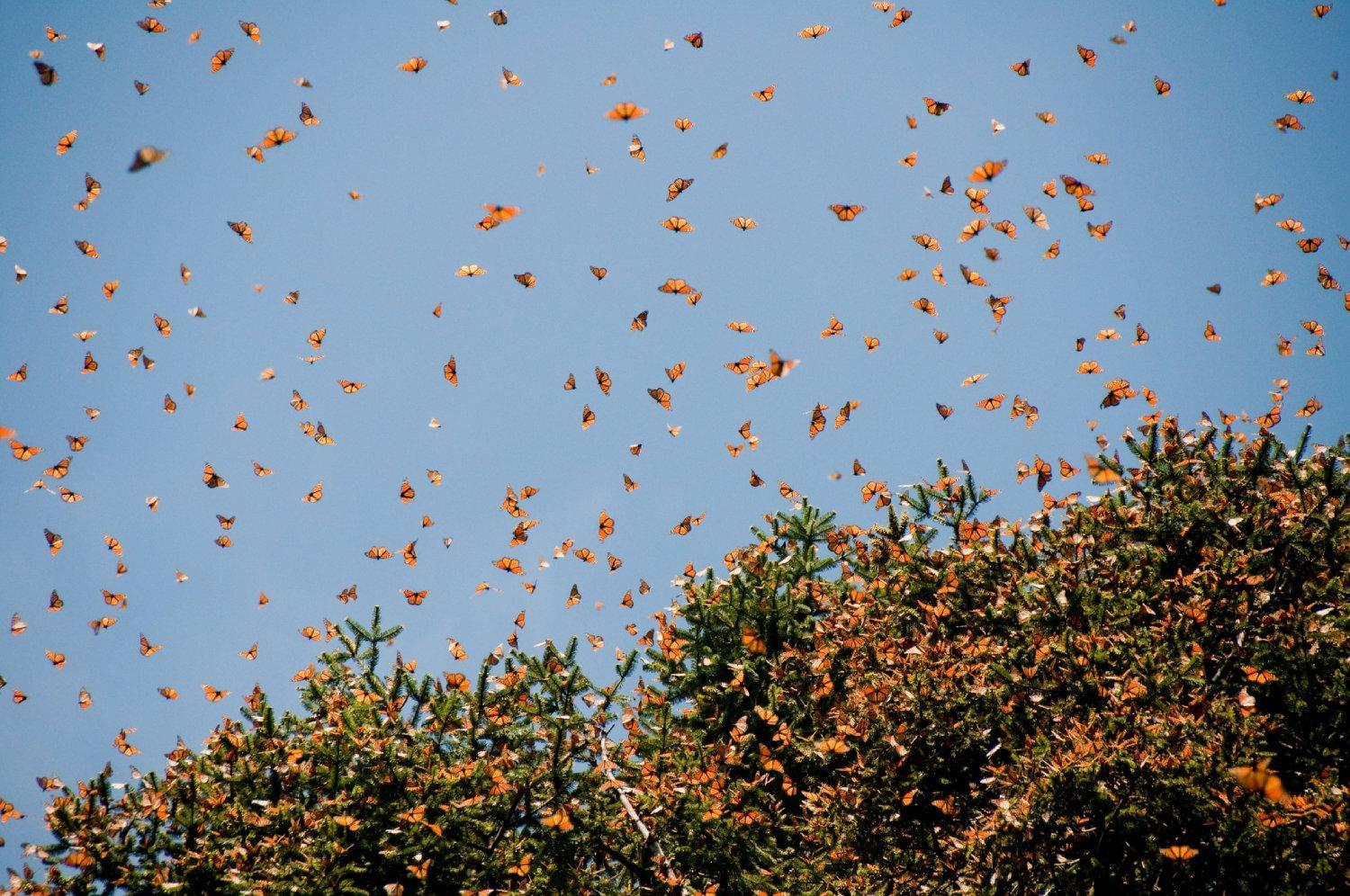 MIGRATION du PAPILLON MONARQUE : PÉRIODE et ROUTE (Avec carte)