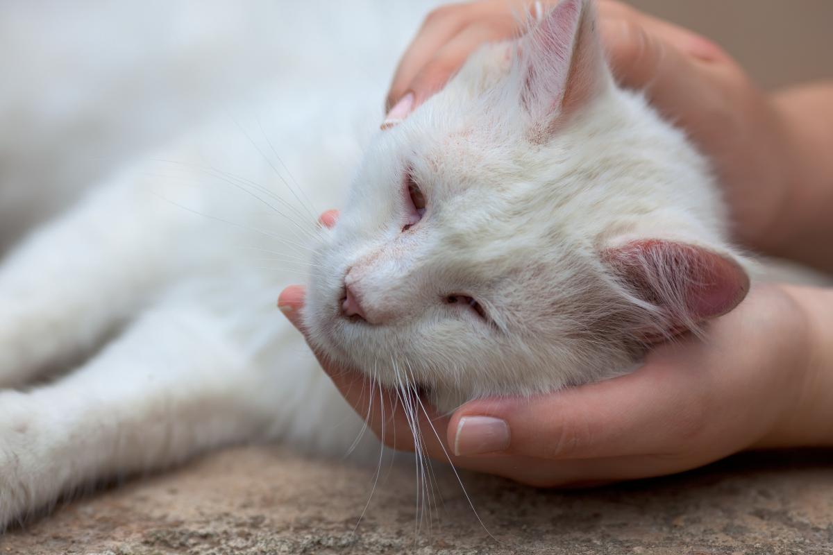 Température normale du chat - La température normale d'un chat est de ...