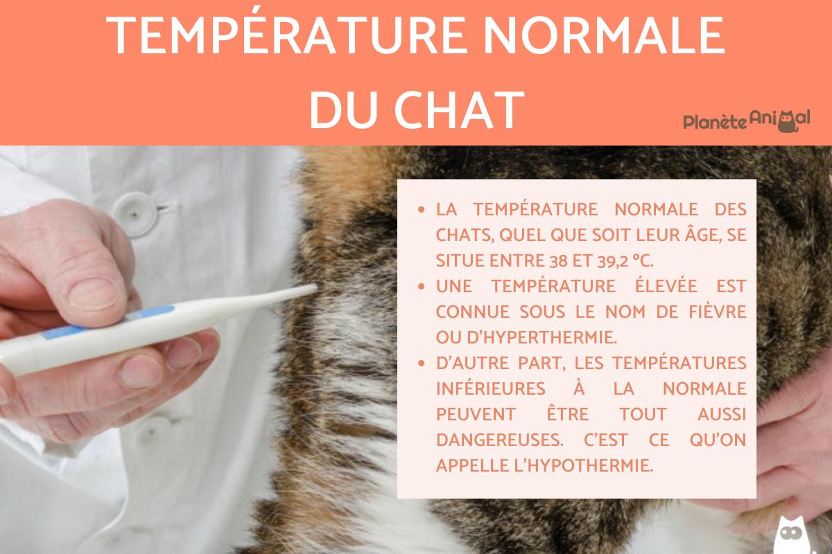 Température normale du chat - La température normale d'un chat est de ...