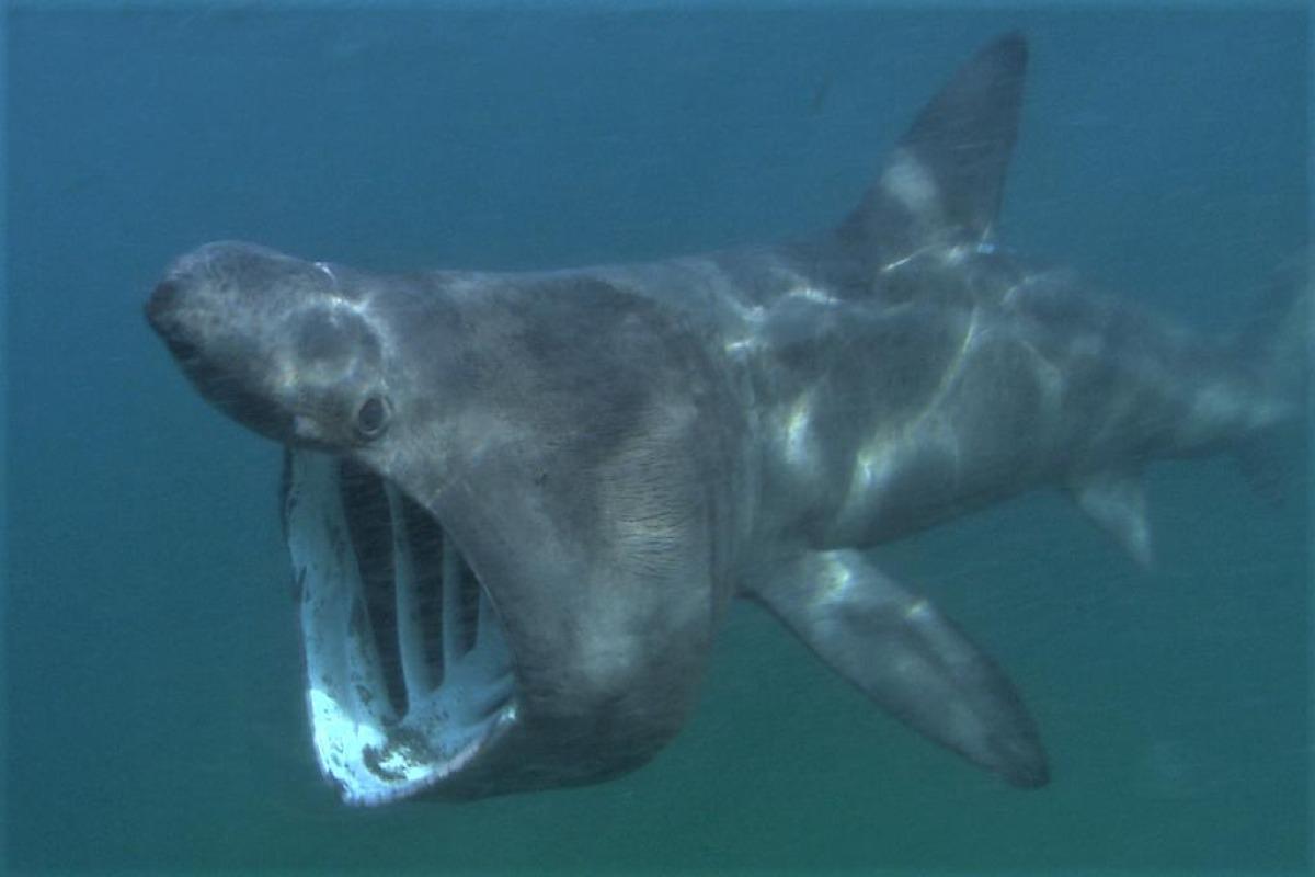 TYPE DE REQUIN avec PHOTOS