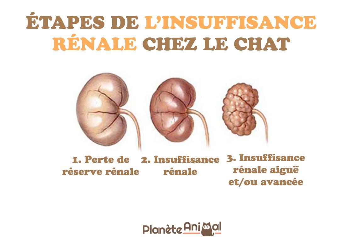 ESPÉRANCE de VIE du CHAT avec INSUFFISANCE RÉNALE - TOUT SAVOIR