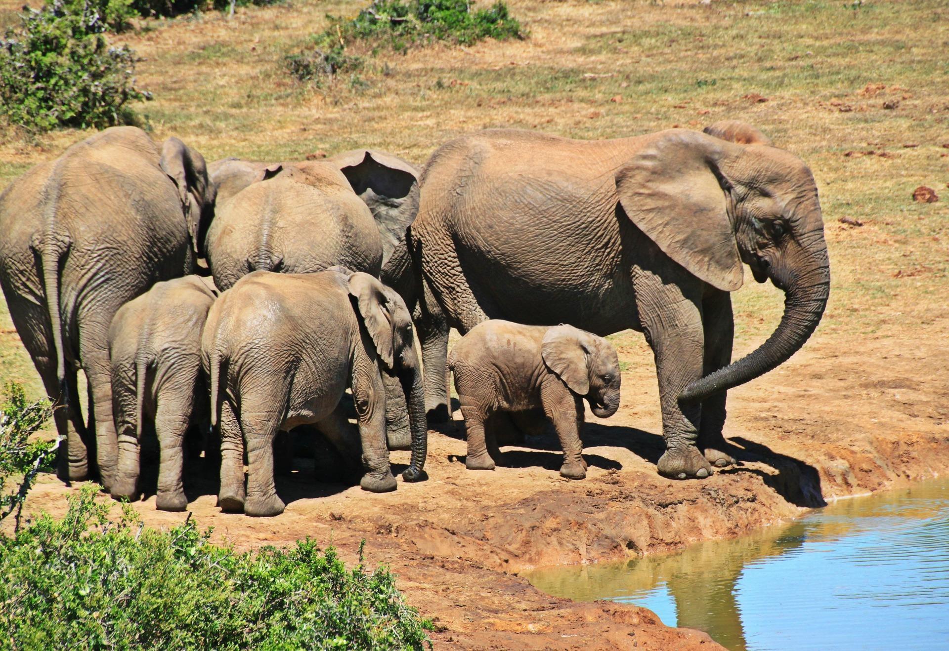 Combien pèse un éléphant ? - Description de l'éléphant