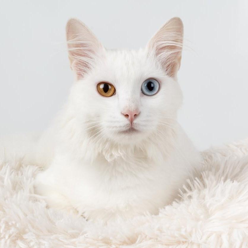 Pourquoi certains chats ont les yeux de couleur différente