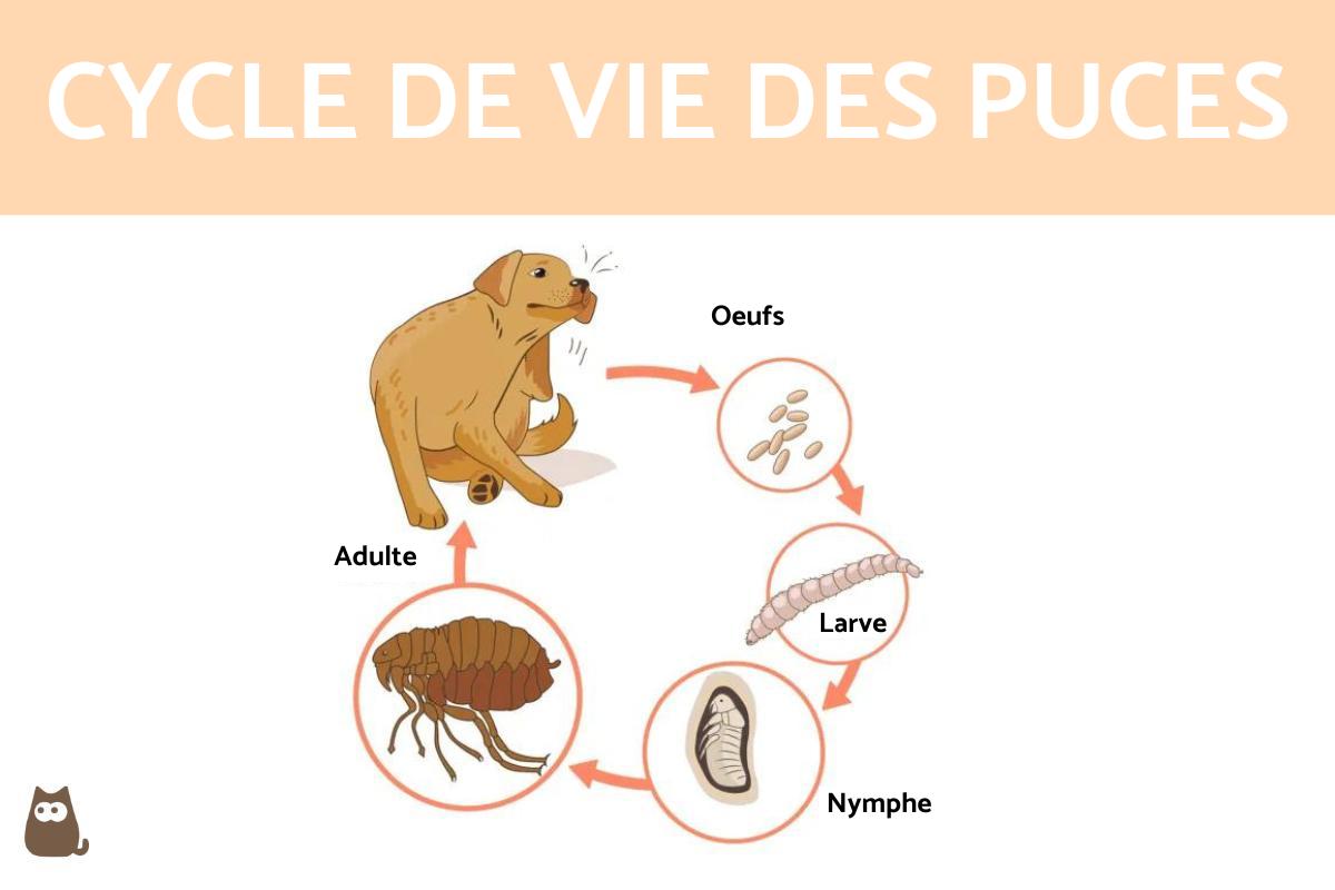 Reproduction des puces