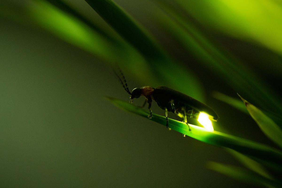 Pourquoi les lucioles brillent