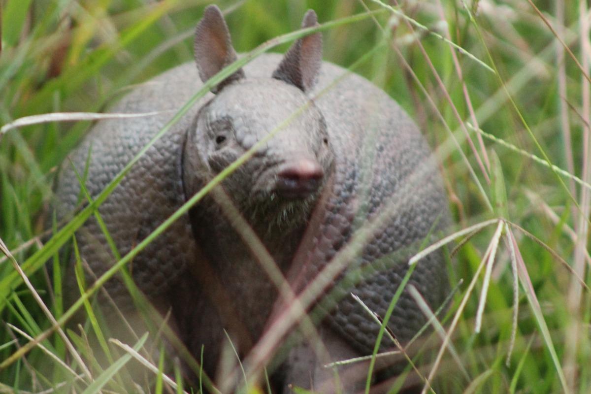 Le tatou comme animal de compagnie