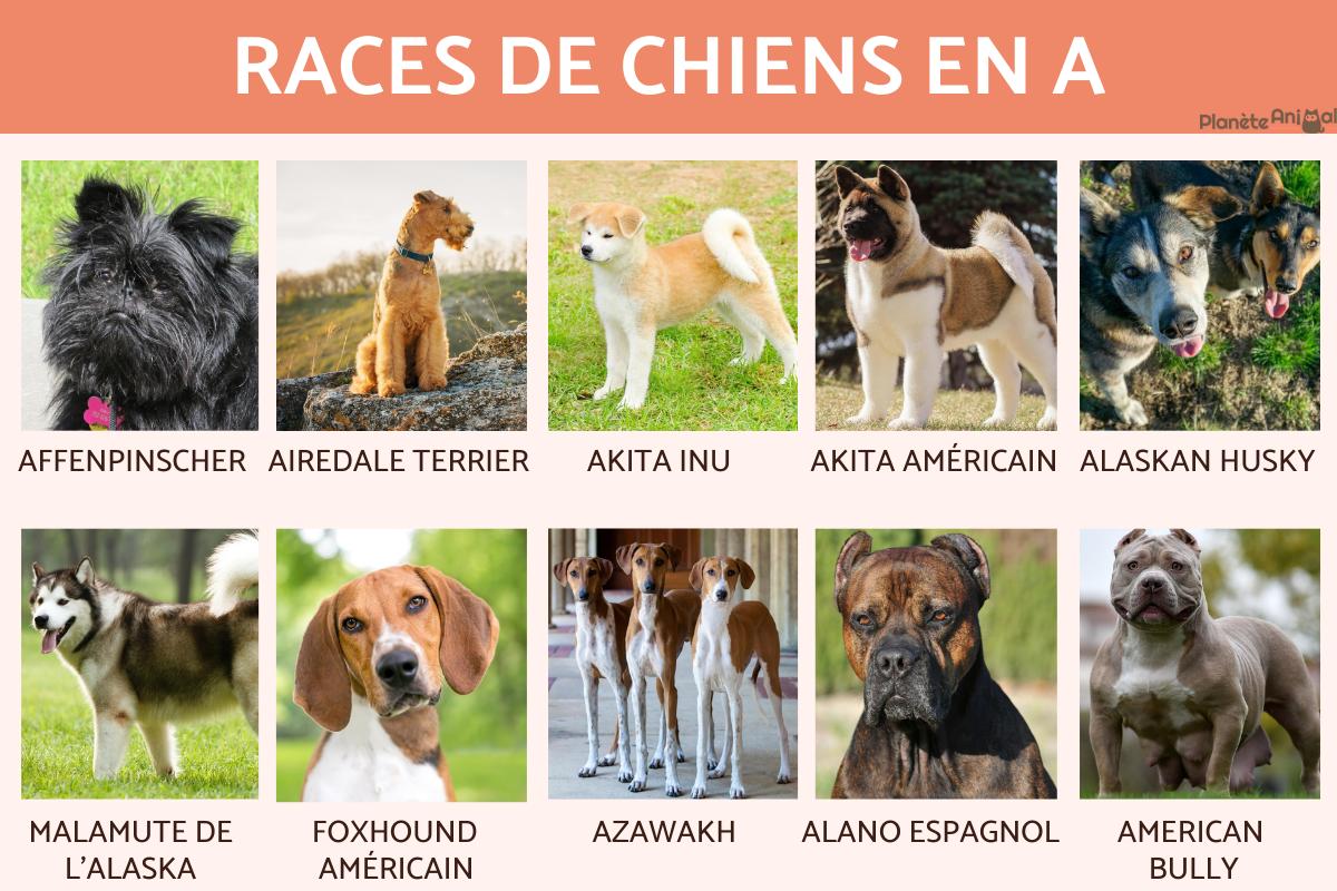 Toutes les RACES de CHIENS en A - Noms et PHOTOS
