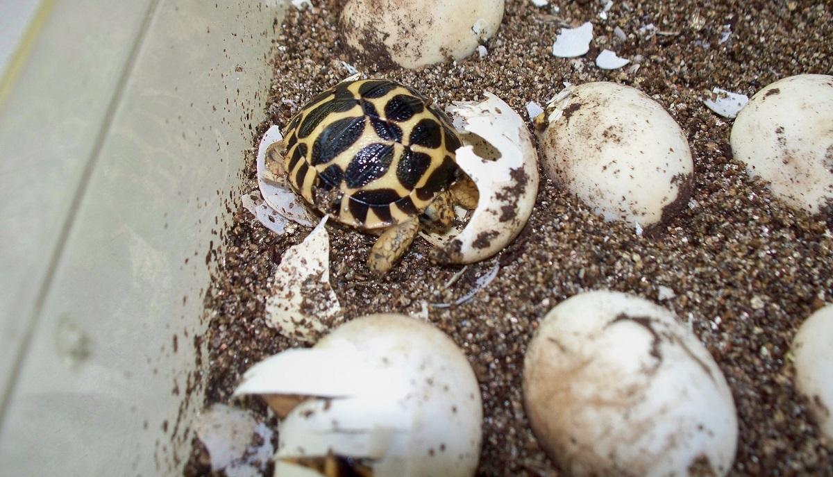 La reproduction des tortues
