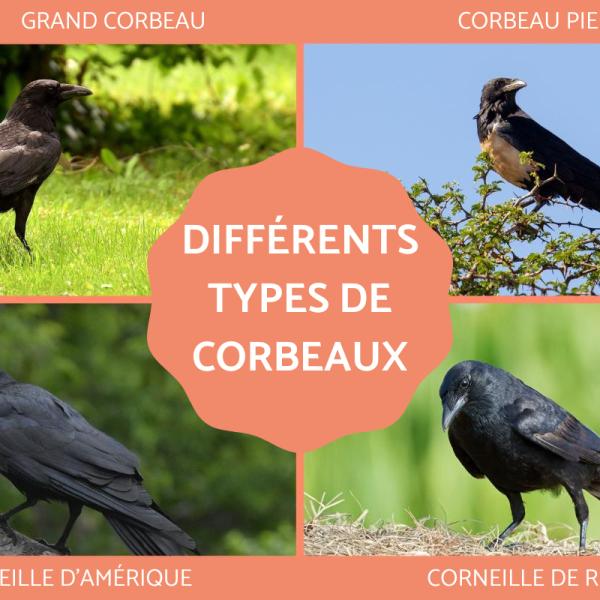Corbeau Traditionnel