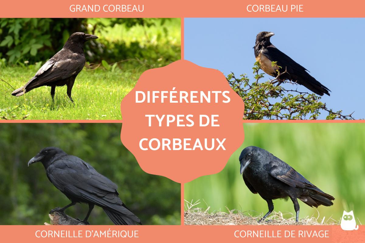 20 ESPÈCES de CORBEAUX - LISTE et photos