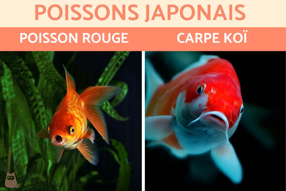 Poissons japonais - Caractéristiques et photos