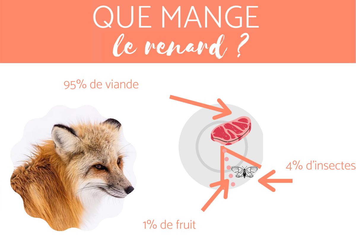 Que MANGE le RENARD ? Tout sur l'alimentation du RENARD