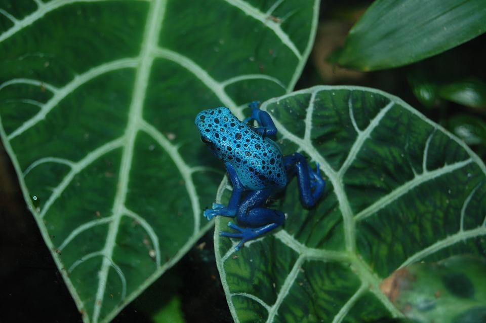 15 animaux BLEUS - Noms, Caractéristiques et Photos