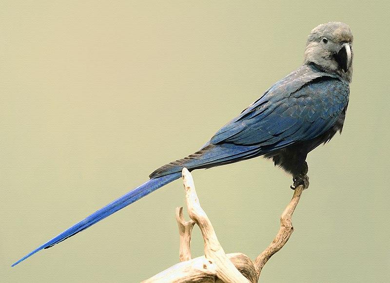 15 animaux BLEUS - Noms, Caractéristiques et Photos