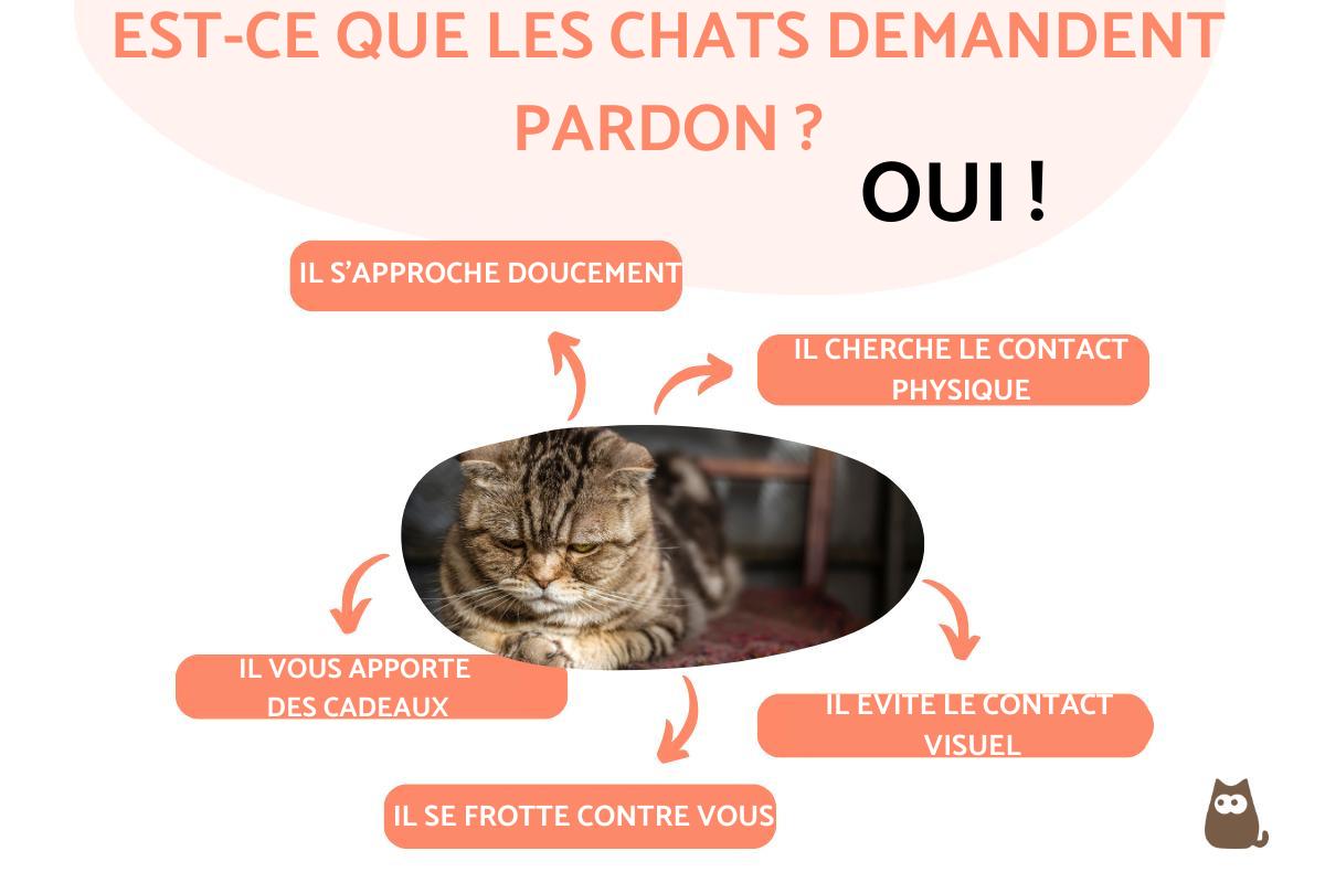 Comment les chats demandent pardon