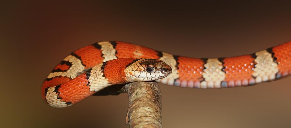 Reproduction du serpent - Accouplement, œuf et D'AUTRES CURIOSITÉS