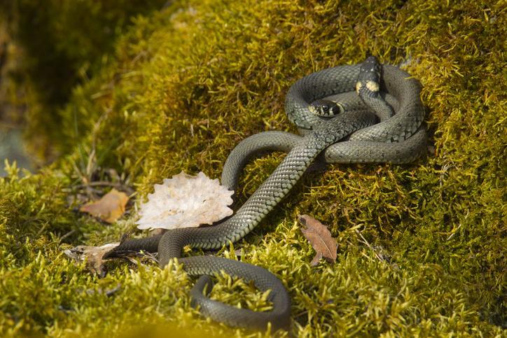 Reproduction du serpent - Accouplement, œuf et D'AUTRES CURIOSITÉS