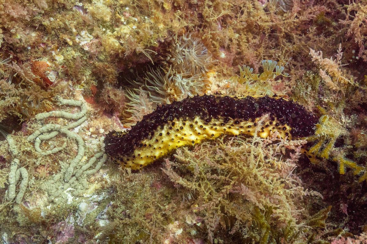Concombres de mer - Caractéristiques et alimentation