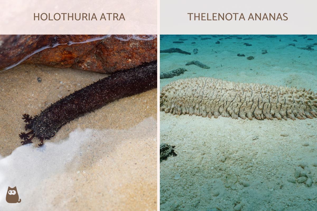 Concombres de mer - Caractéristiques et alimentation