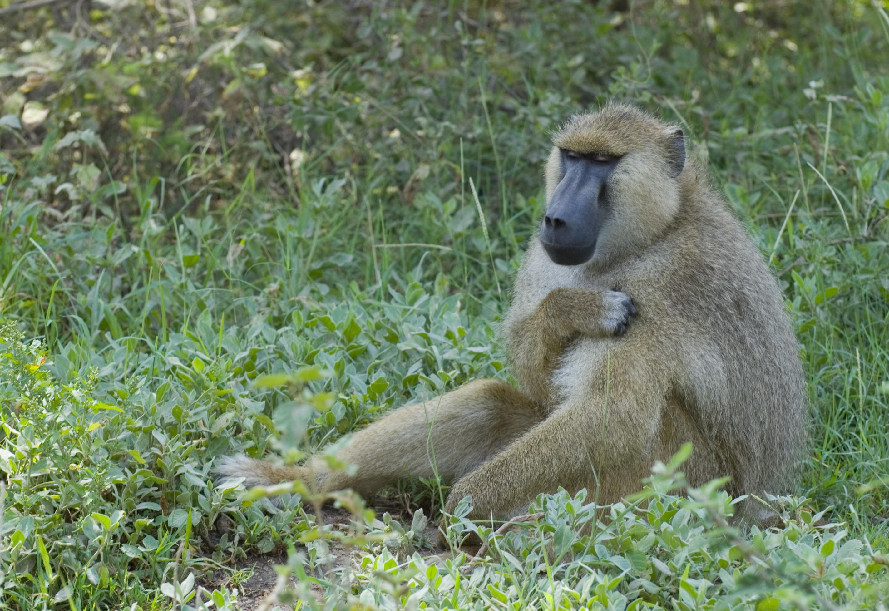 20 ANIMAUX en B - AVEC PHOTOS