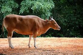 20 ANIMAUX en B - AVEC PHOTOS