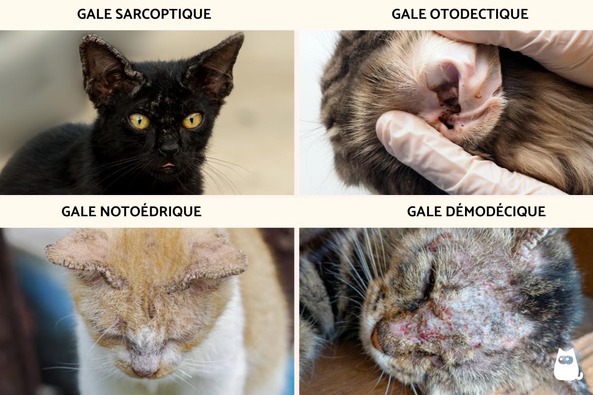 Mon chat a des croûtes sur les oreilles : causes et traitement