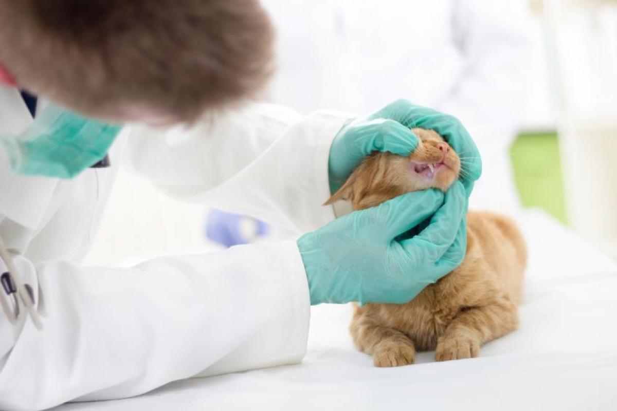 INFECTION de la BOUCHE du CHAT