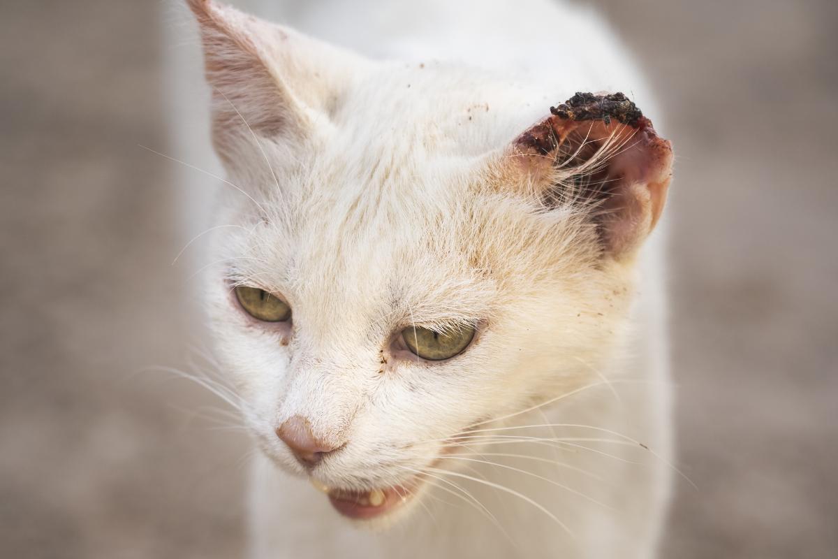 Mon chat a des croûtes sur les oreilles : causes et traitement