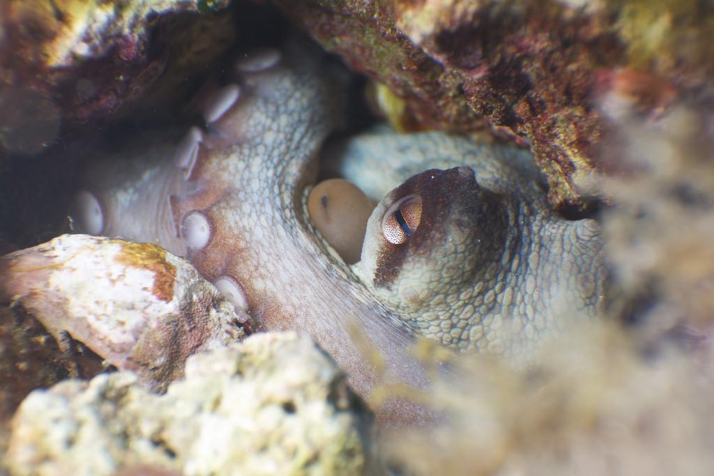 Animaux avec de gros yeux - TOP 15