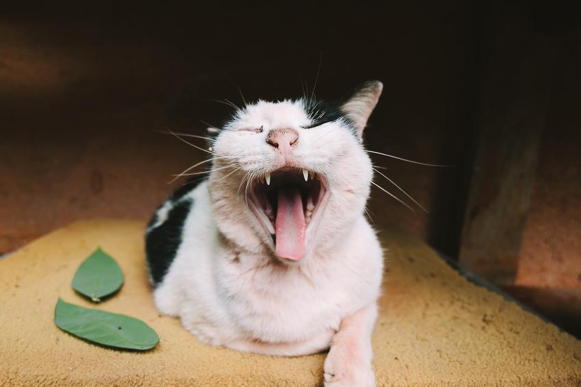 Gingivite chez le chat - Causes, symptômes et traitement