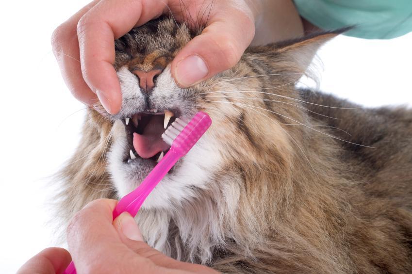 Gingivite chez le chat - Causes, symptômes et traitement