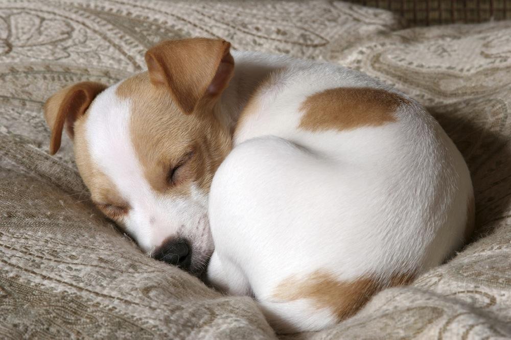Noms pour Jack Russell terrier - 80 IDÉES