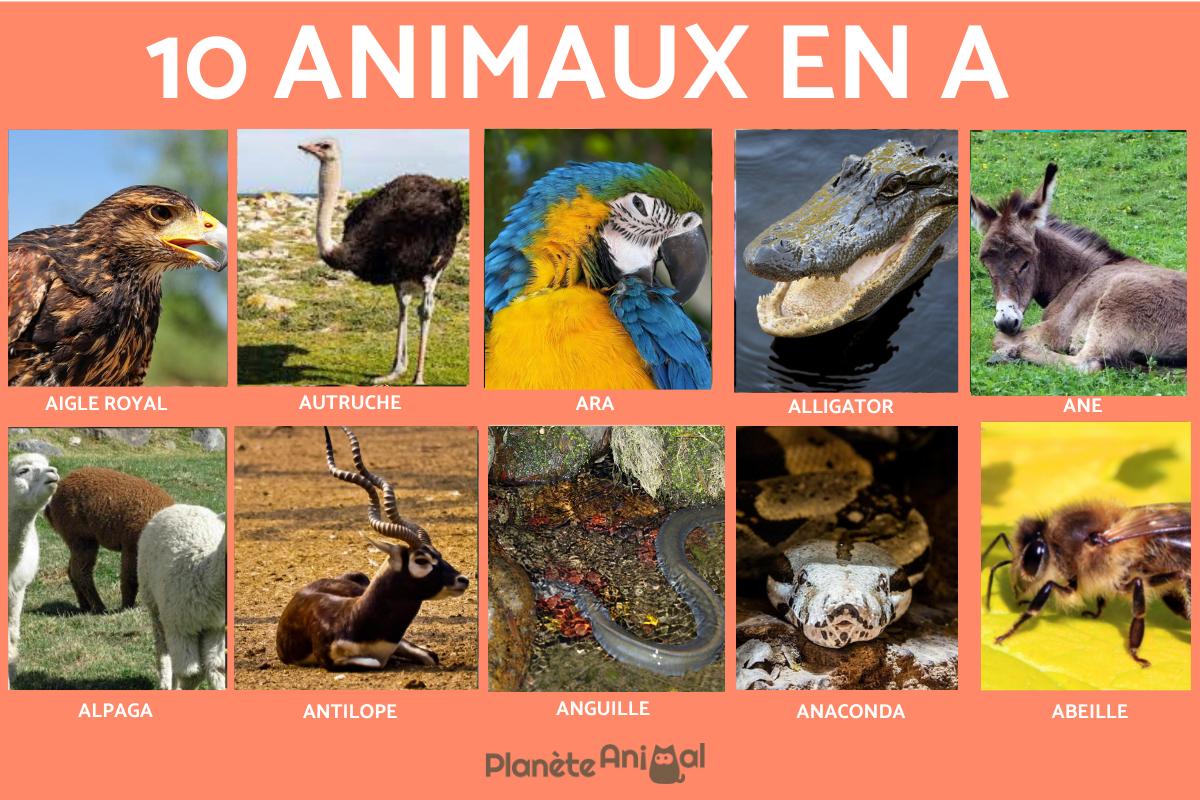 + de 20 ANIMAUX en A - En français et ANGLAIS