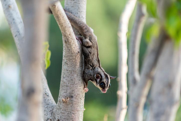 Le phalanger volant comme animal de compagnie - Pour ou contre ce ...