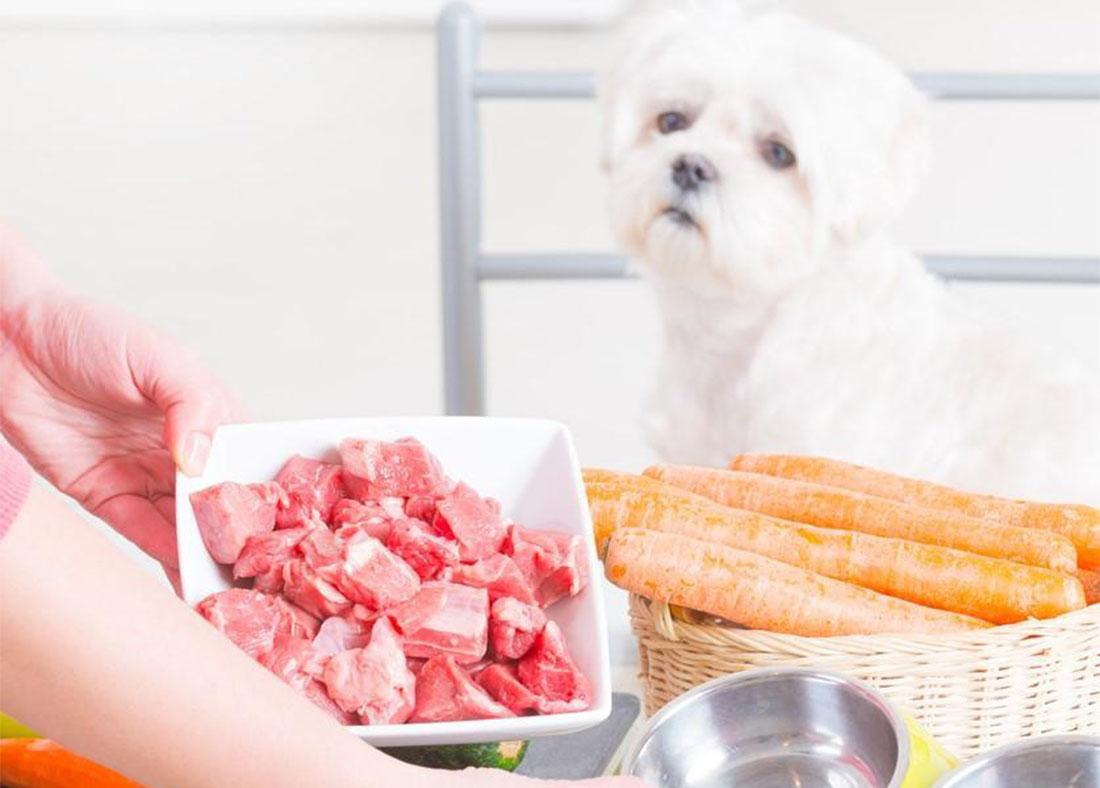 La VIANDE CRUE est-elle BONNE pour les chiens