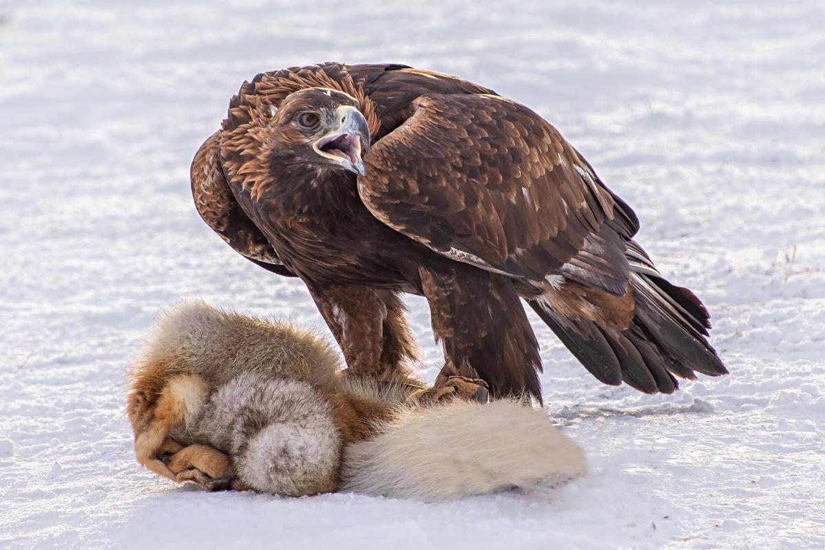 PRÉDATEURS du RENARD - Liste complète