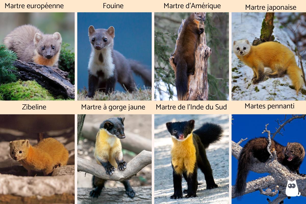 Types de MARTRES