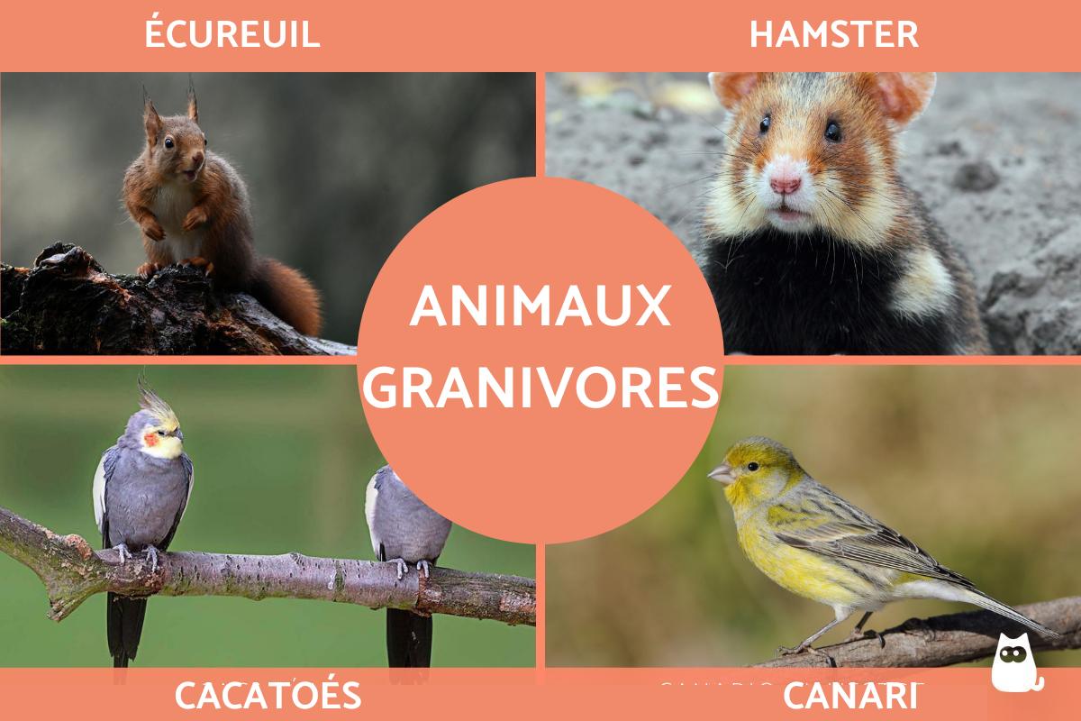 GRANIVORES - Définition, Alimentation et Exemples